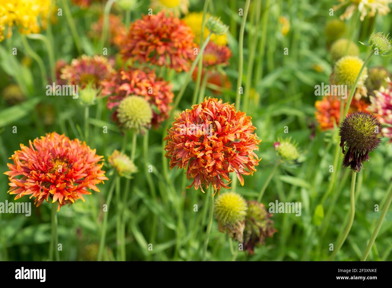 Pulchella gaillardia background hi-res stock photography and images - Alamy