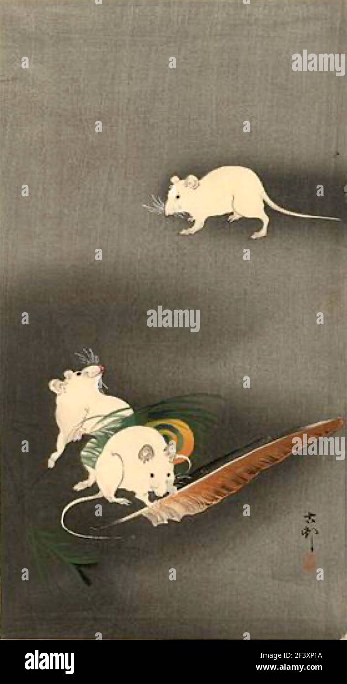 Three white mice and a feather hi-res stock photography and images - Alamy