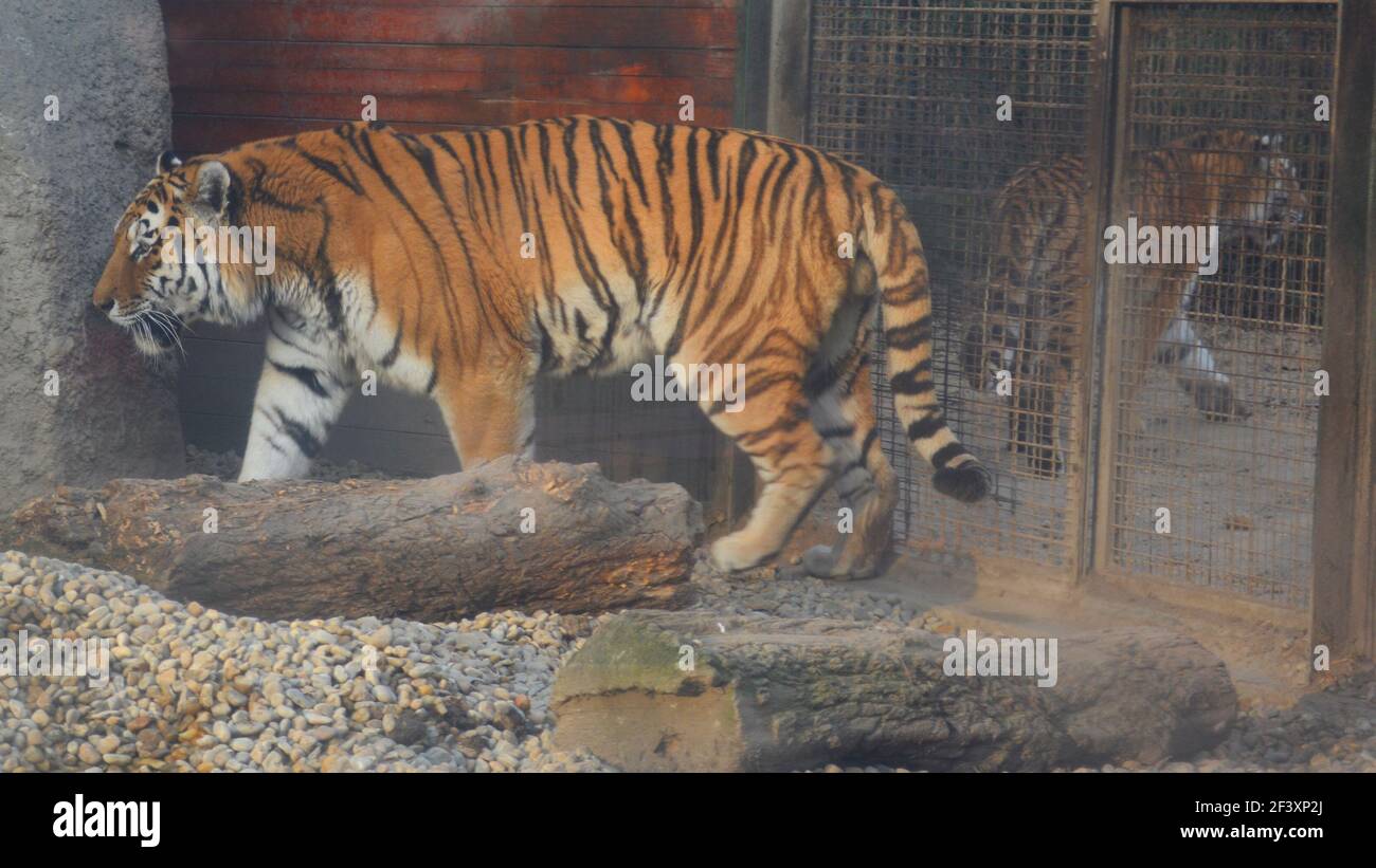 Tiger walking with a reflection of himself in the back Stock Photo - Alamy