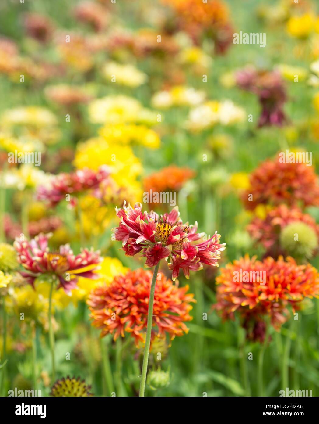 Pulchella gaillardia background hi-res stock photography and images - Alamy