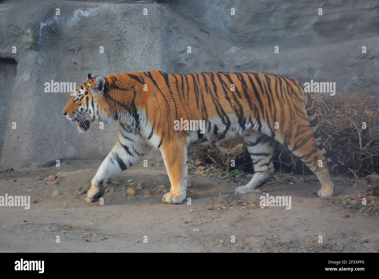 Tiger walking in the zoo in Budapest seen from near Stock Photo - Alamy