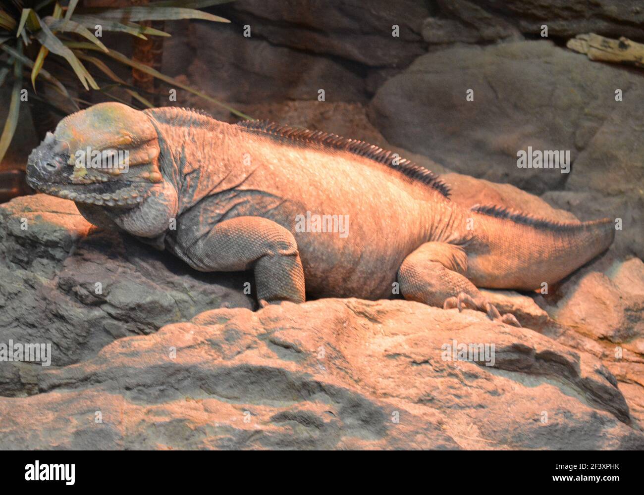 Reptile lamp hi-res stock photography and images - Alamy