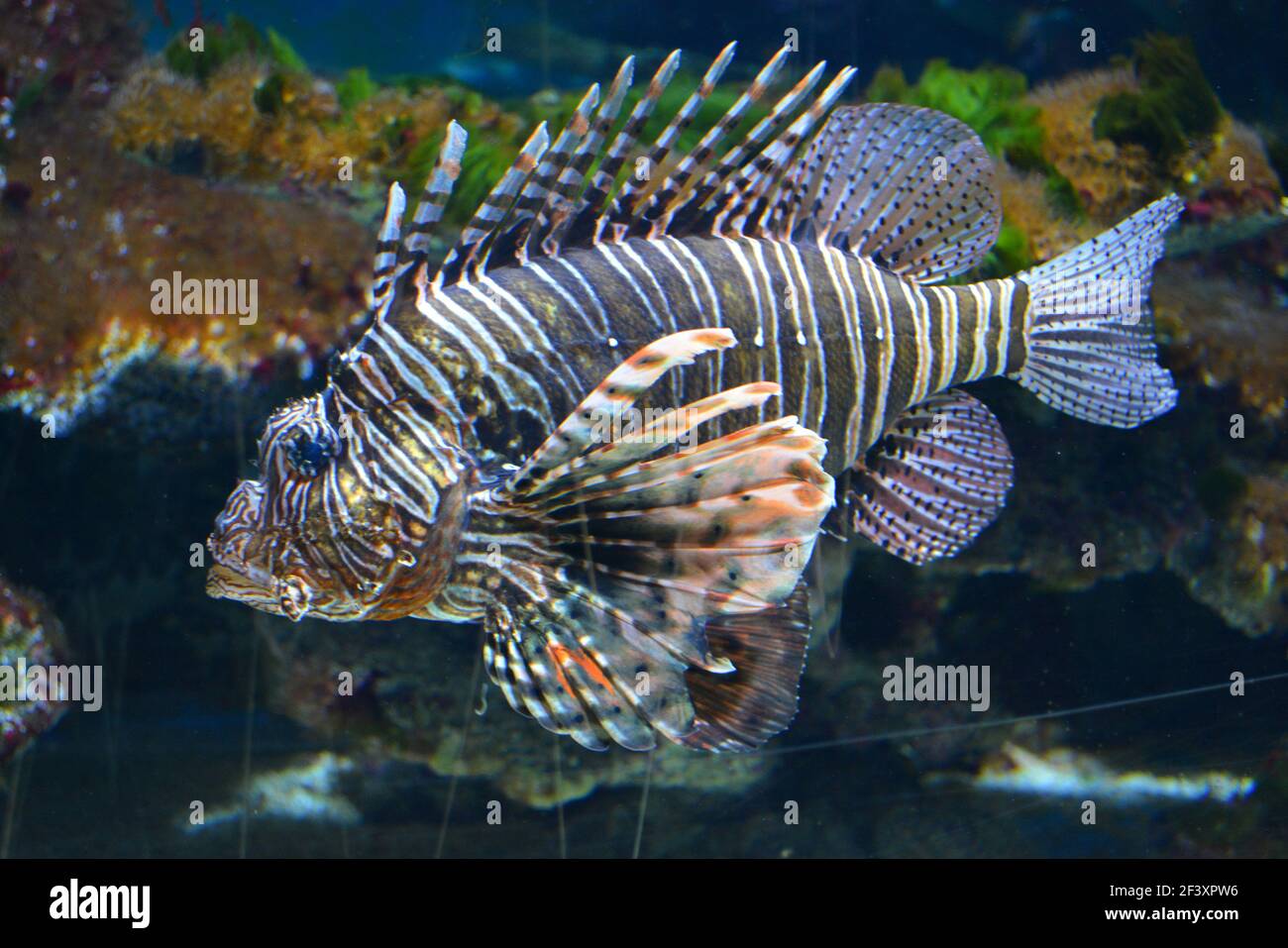 portrait shoot of red lionfish in the Aquarium of Budapest Stock Photo ...