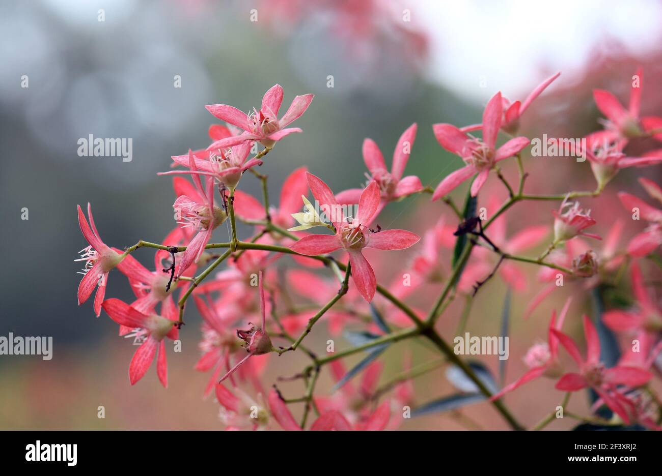 Red sepals of the New South Wales Christmas Bush, Ceratopetalum ...