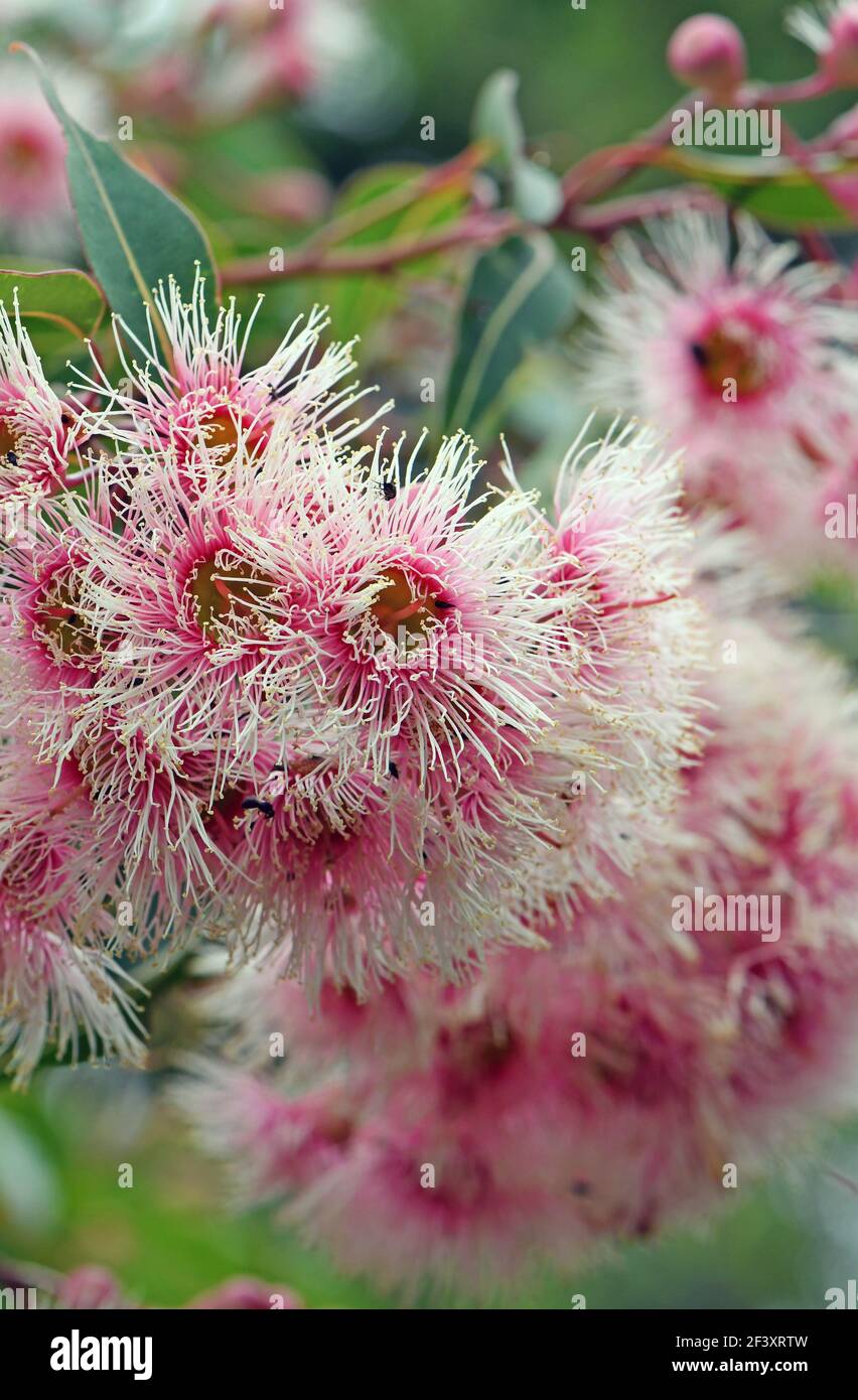 Pink and white blossoms of the Australian native gum tree Corymbia ...