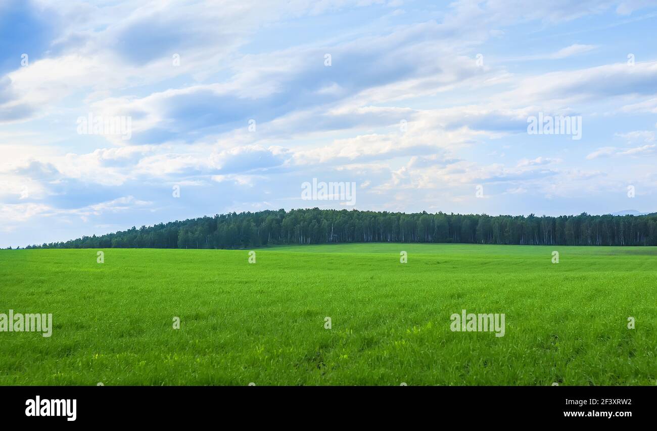 Green field forest in distance hi-res stock photography and images - Alamy