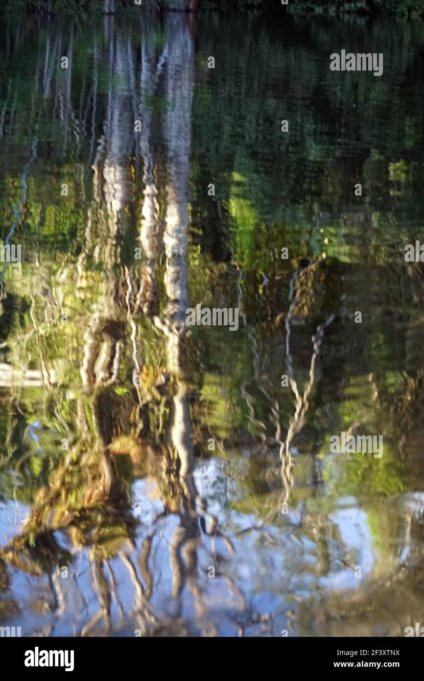 Reflection of trees in the water of Laguna Grande in the Cuyabeno ...
