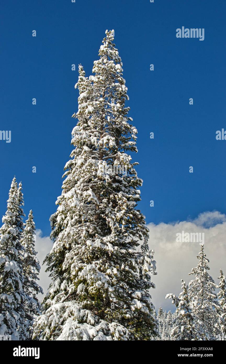 A shot of the snow on a poplar tree in front of the blue sky Stock ...