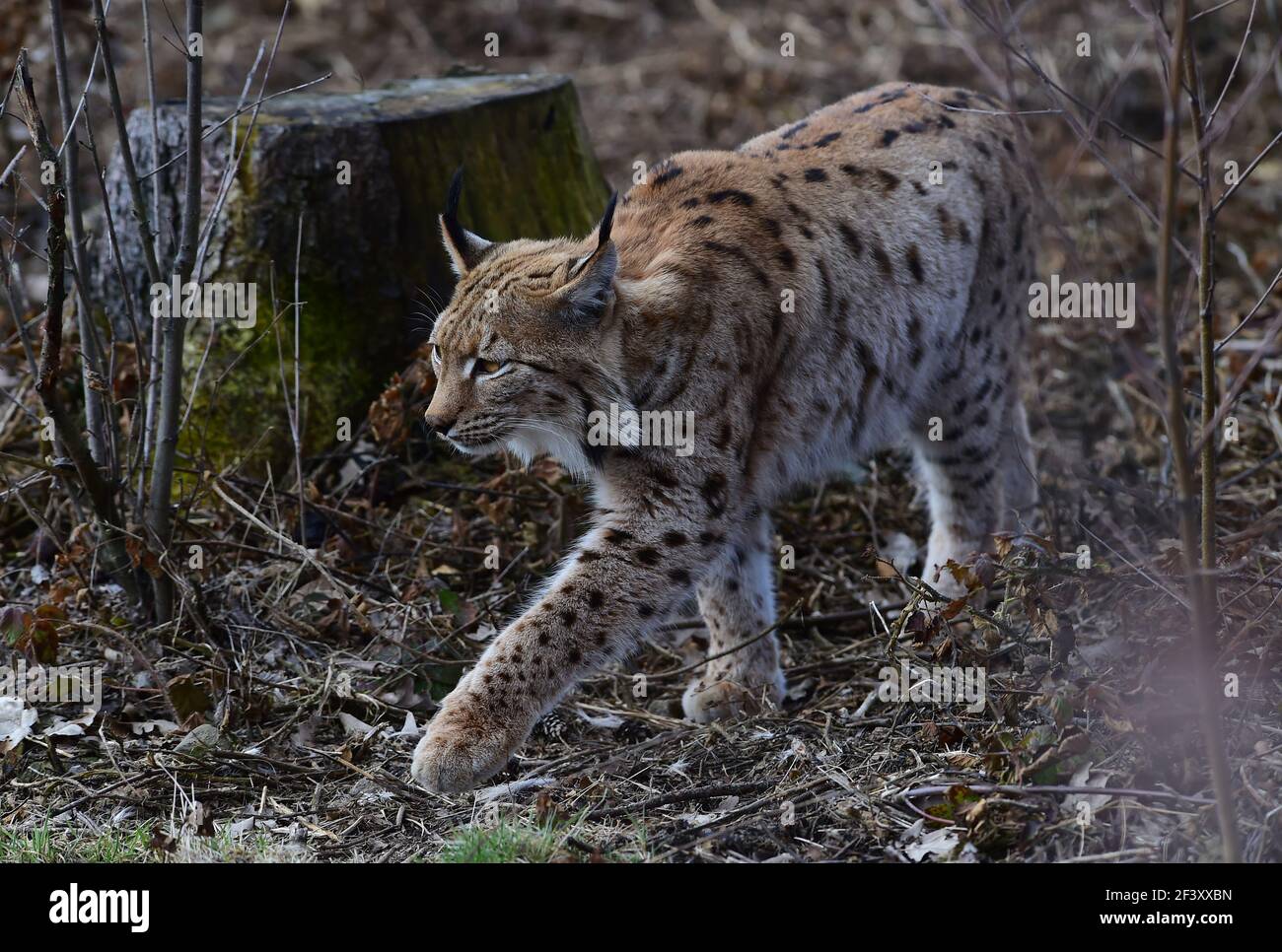 Olomouc, Czech Republic. 18th Mar, 2021. Male of Carpathian lynx (Lynx ...