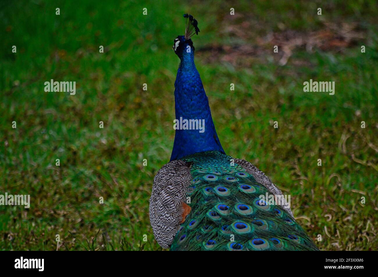 A shot of a male blue peafowl from the back during walking in the green ...