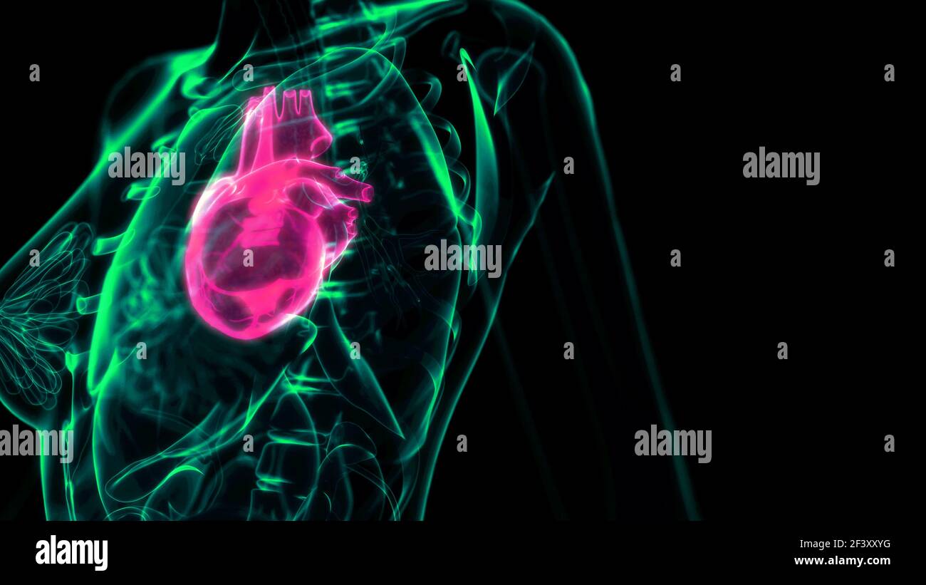 human heart troubles xray view, cg medicine 3d illustration Stock Photo ...