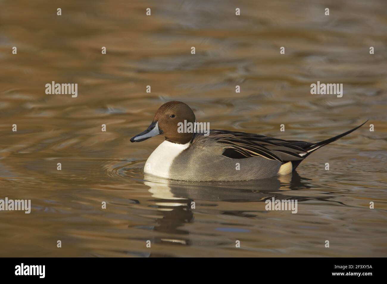 Pintail duck uk hi-res stock photography and images - Alamy