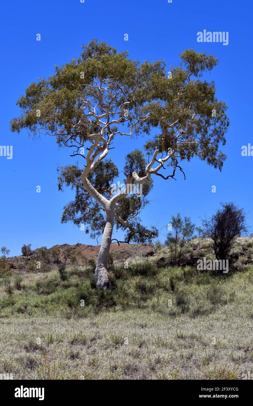 Ghost gum eucalyptus papuana hi-res stock photography and images - Alamy