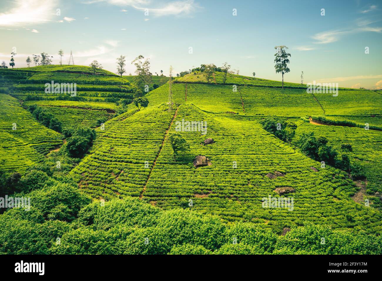 Tea plantation sri lanka hi-res stock photography and images - Alamy