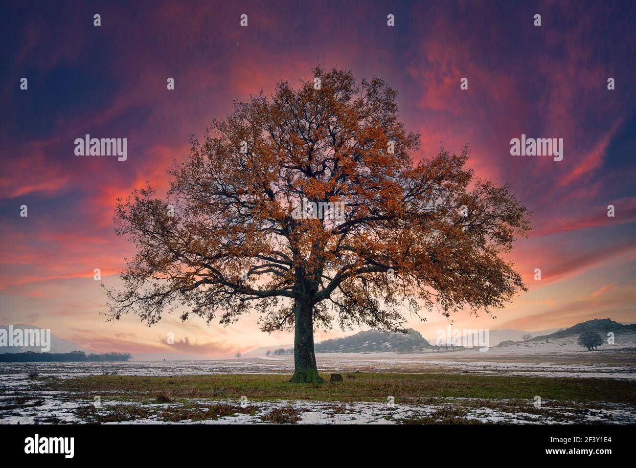 Tree field snow single winter scene landscape oak white hi-res stock ...