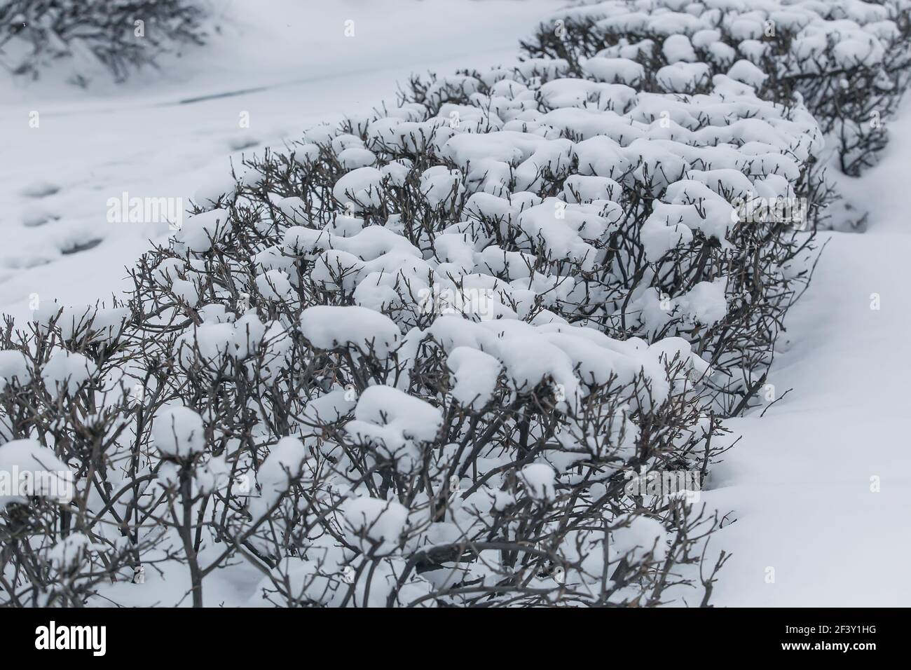 snow-covered bushes in the city covered with snow in winter Stock Photo ...