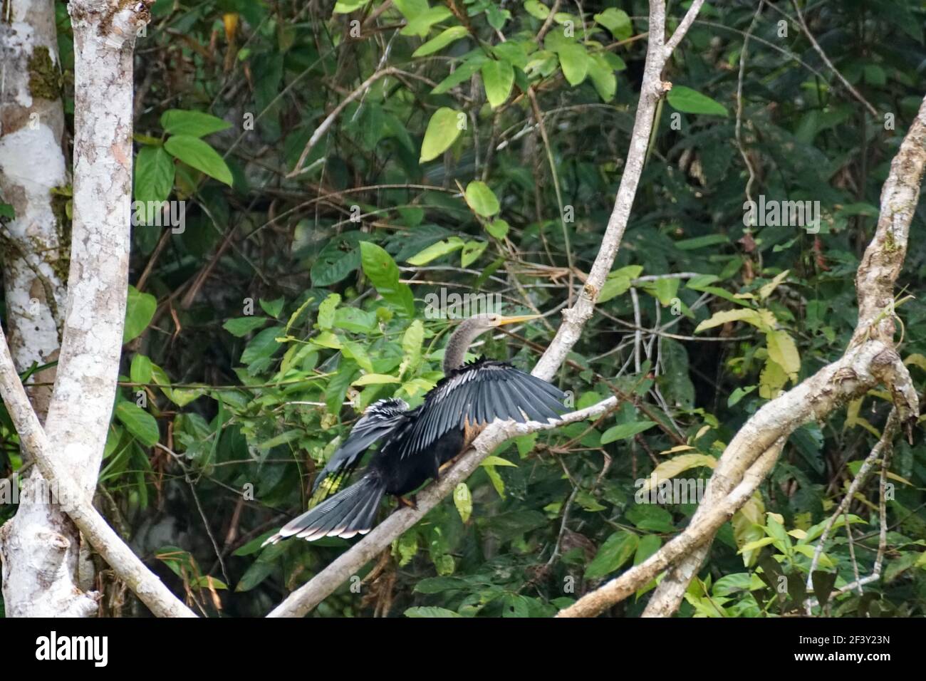 Extended bird wings hi-res stock photography and images - Alamy