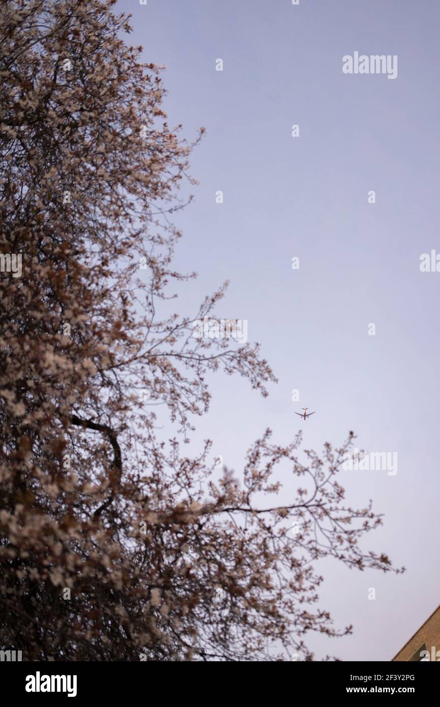 Plane flying past tree Stock Photo - Alamy