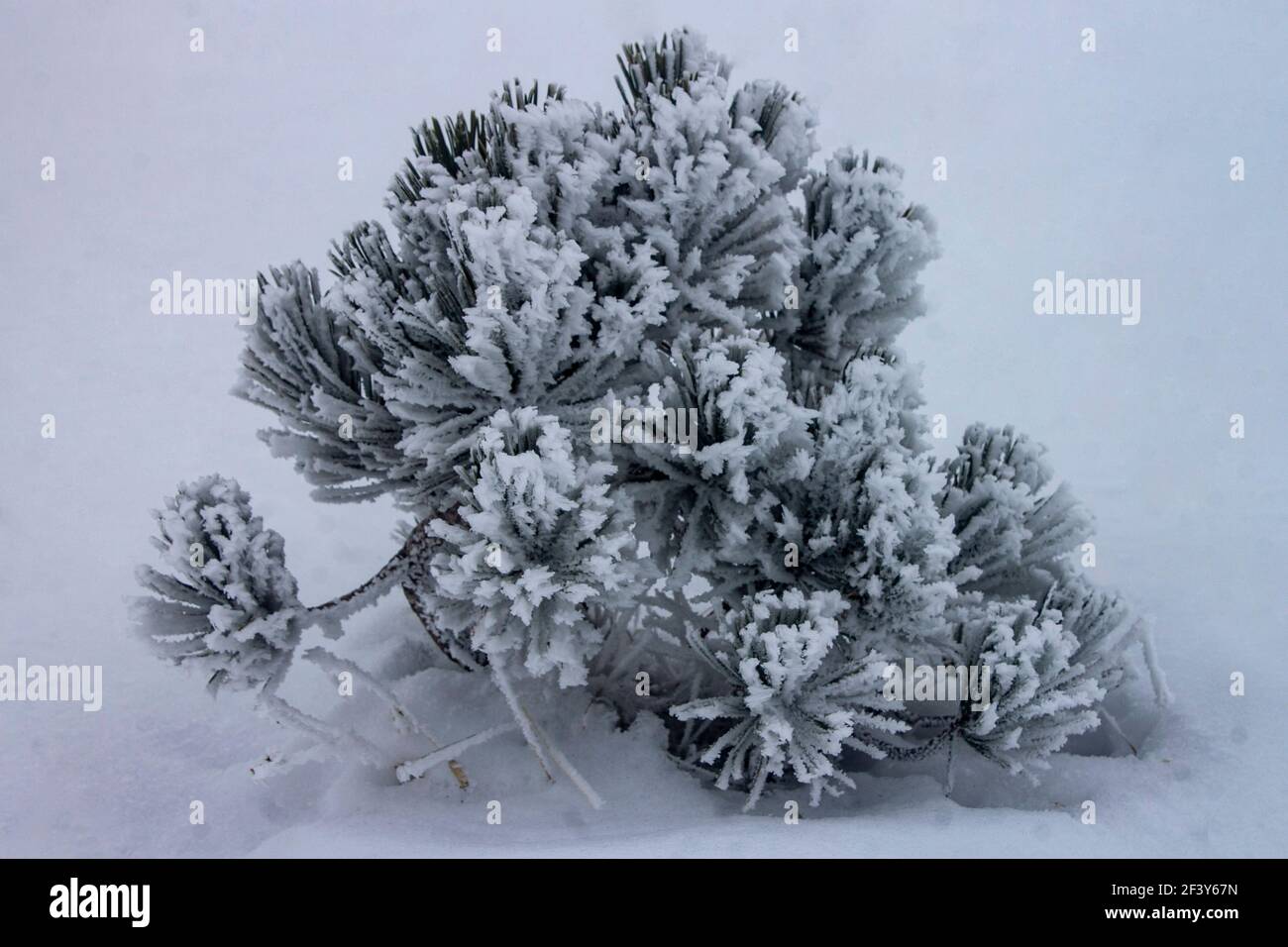 Frost tree hi-res stock photography and images - Alamy