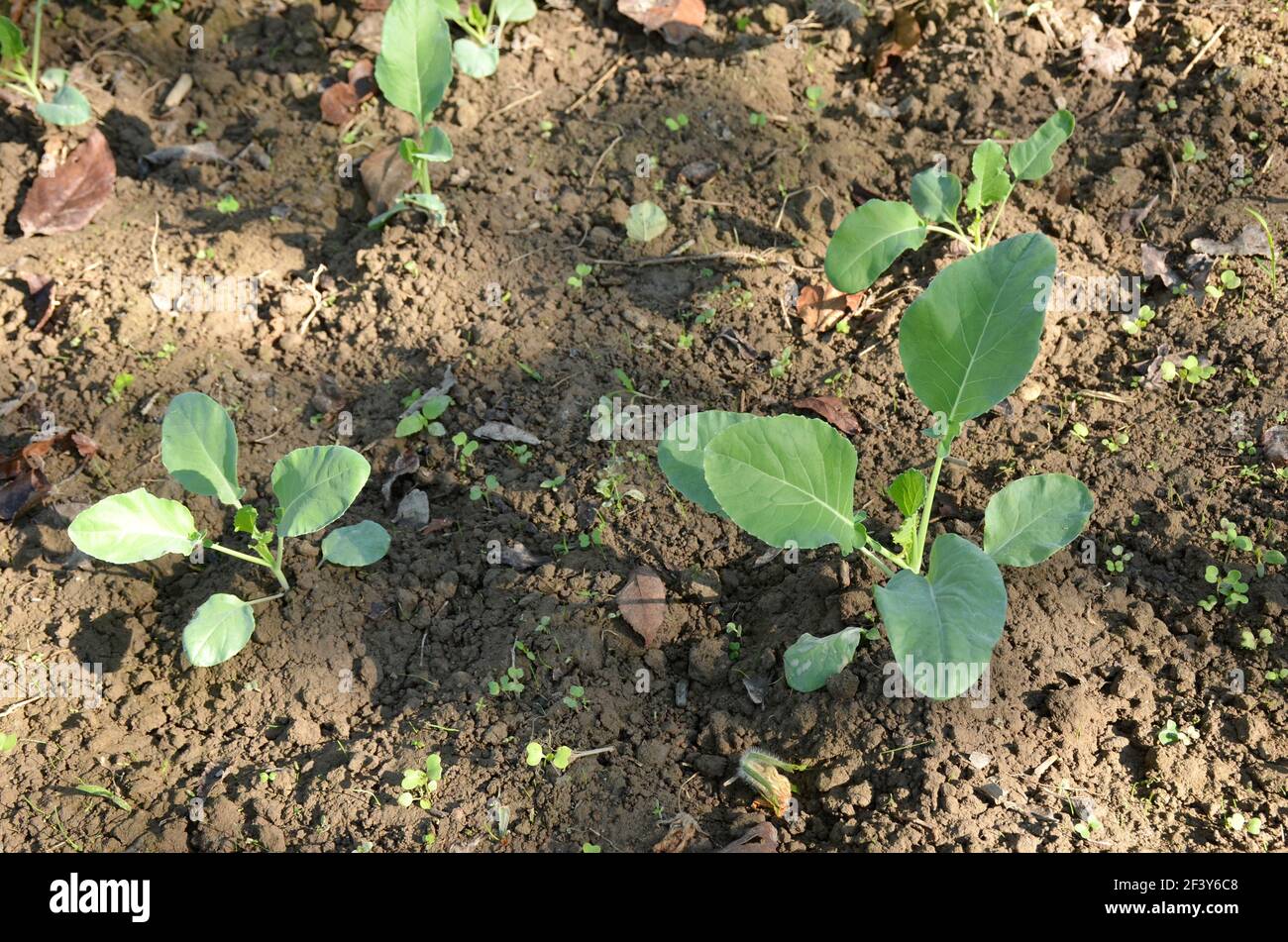 A closeup of the ripe green small cabbage seedlings in the soil in the ...