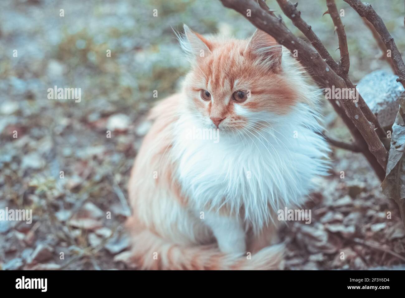 Norwegian forest cat red hi-res stock photography and images - Alamy