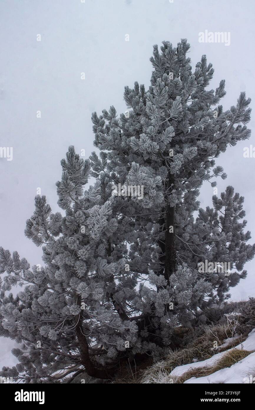 Frost tree hi-res stock photography and images - Alamy