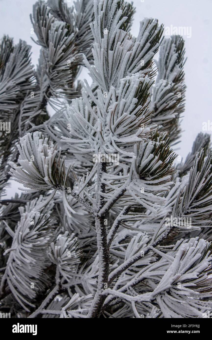Frost tree hi-res stock photography and images - Alamy