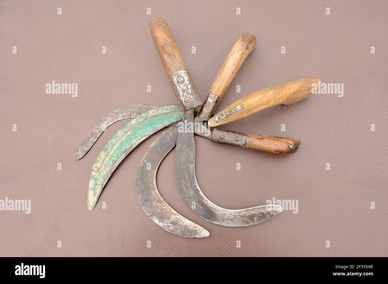 A top view of old rusty sharp sickles with wooden handles on the brown ...