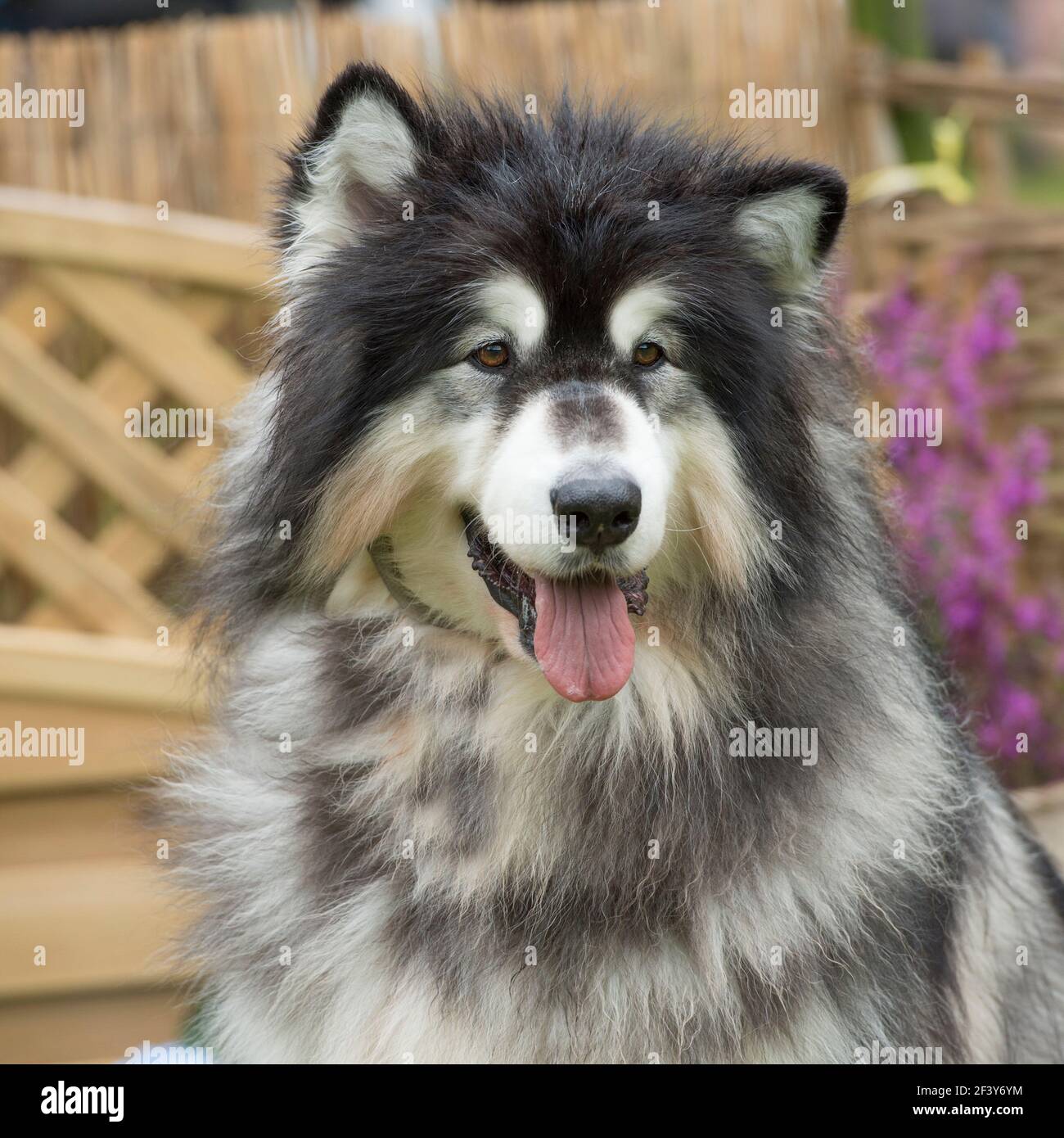 Alaskan Malamute Dog Stock Photo - Alamy