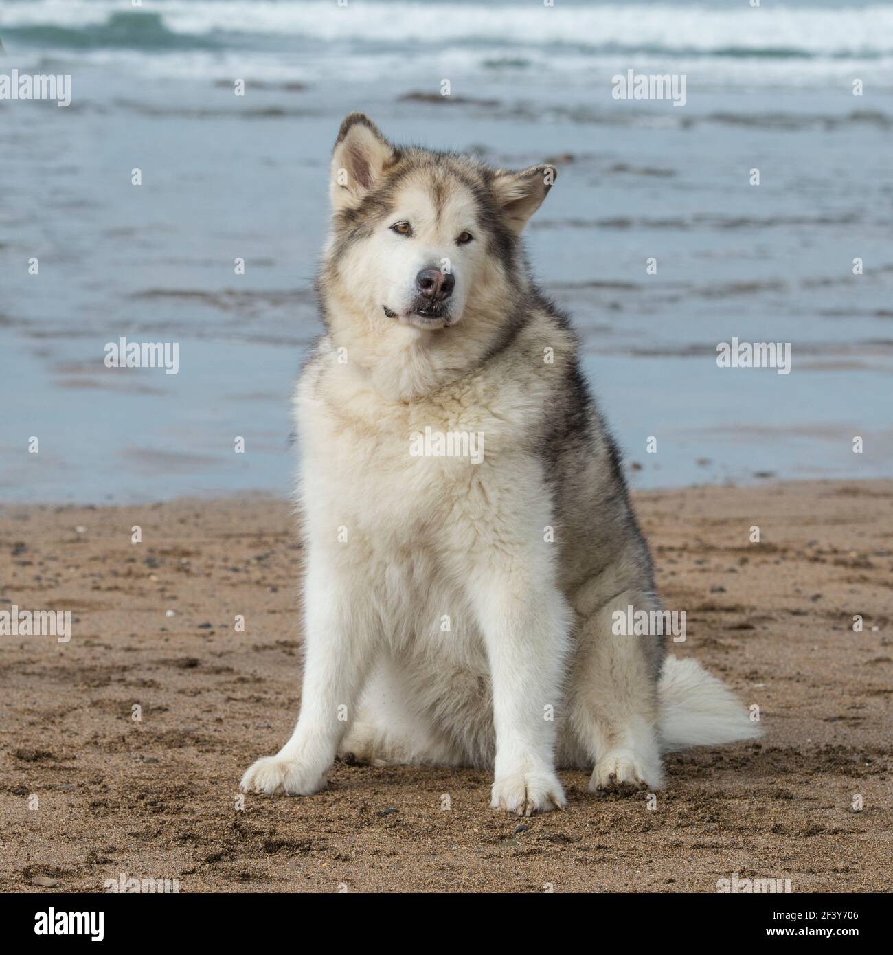 Alaskan coast hi-res stock photography and images - Alamy