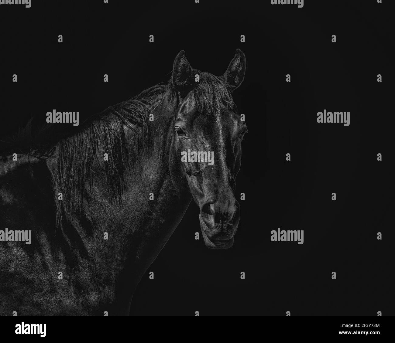 A powerful and beautiful stallion on the black background Stock Photo ...