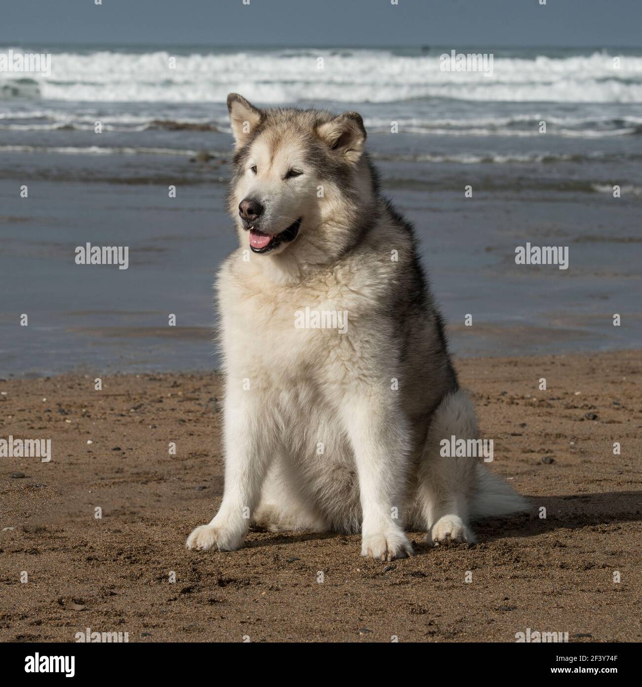 Alaskan Malamute Dog Stock Photo - Alamy