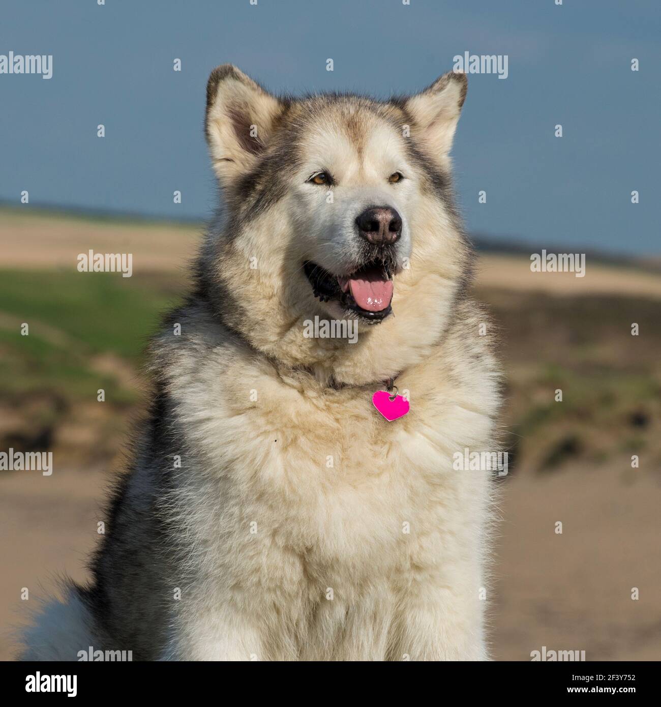 Alaskan malamute close up hi-res stock photography and images - Alamy