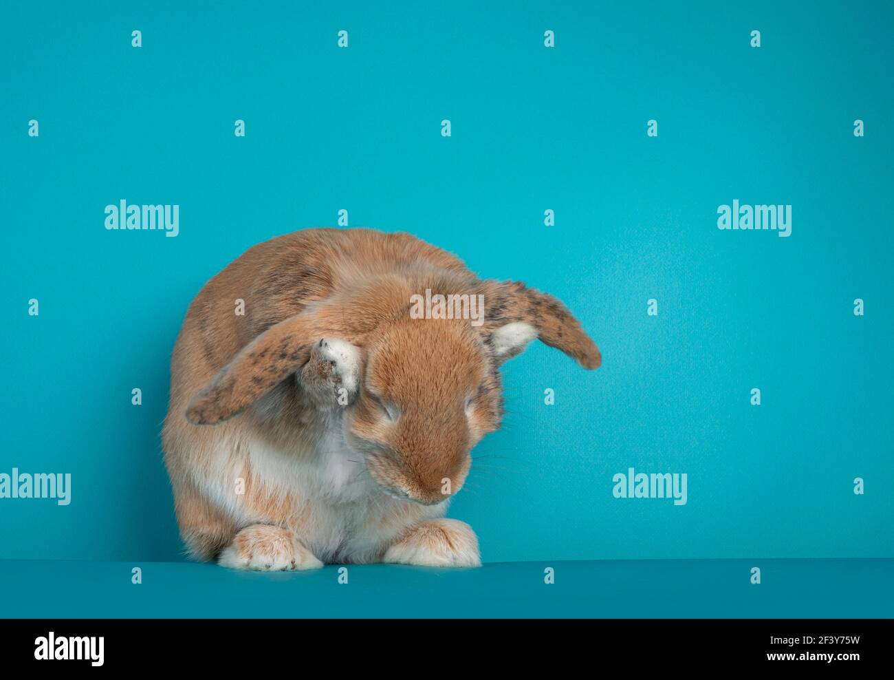 Single brown lop ear bunny, sitting on hind paws rubbing front paws ...
