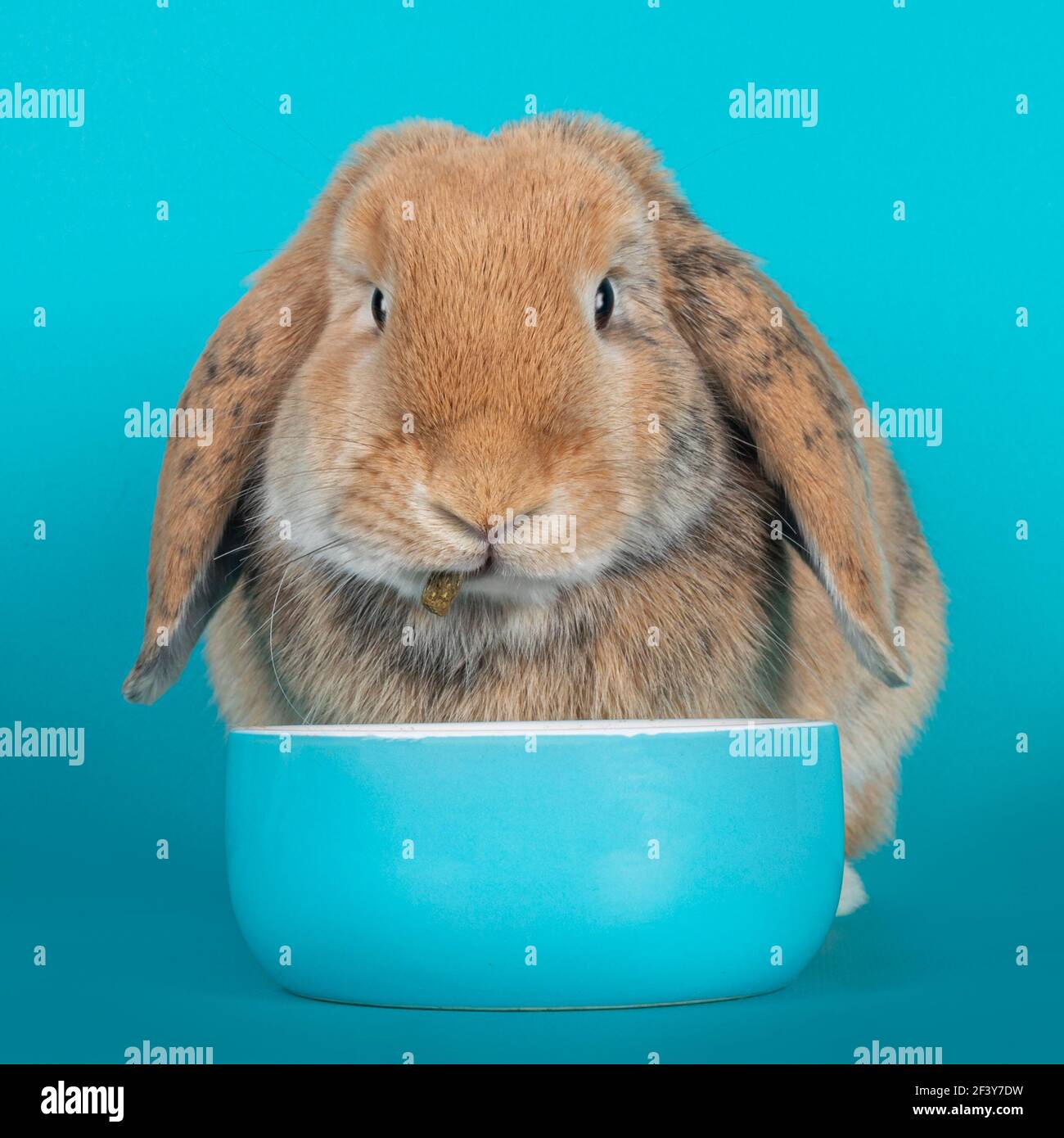 Cute lop ear rabbit, sitting behind food bowl with pellet food in mouth ...