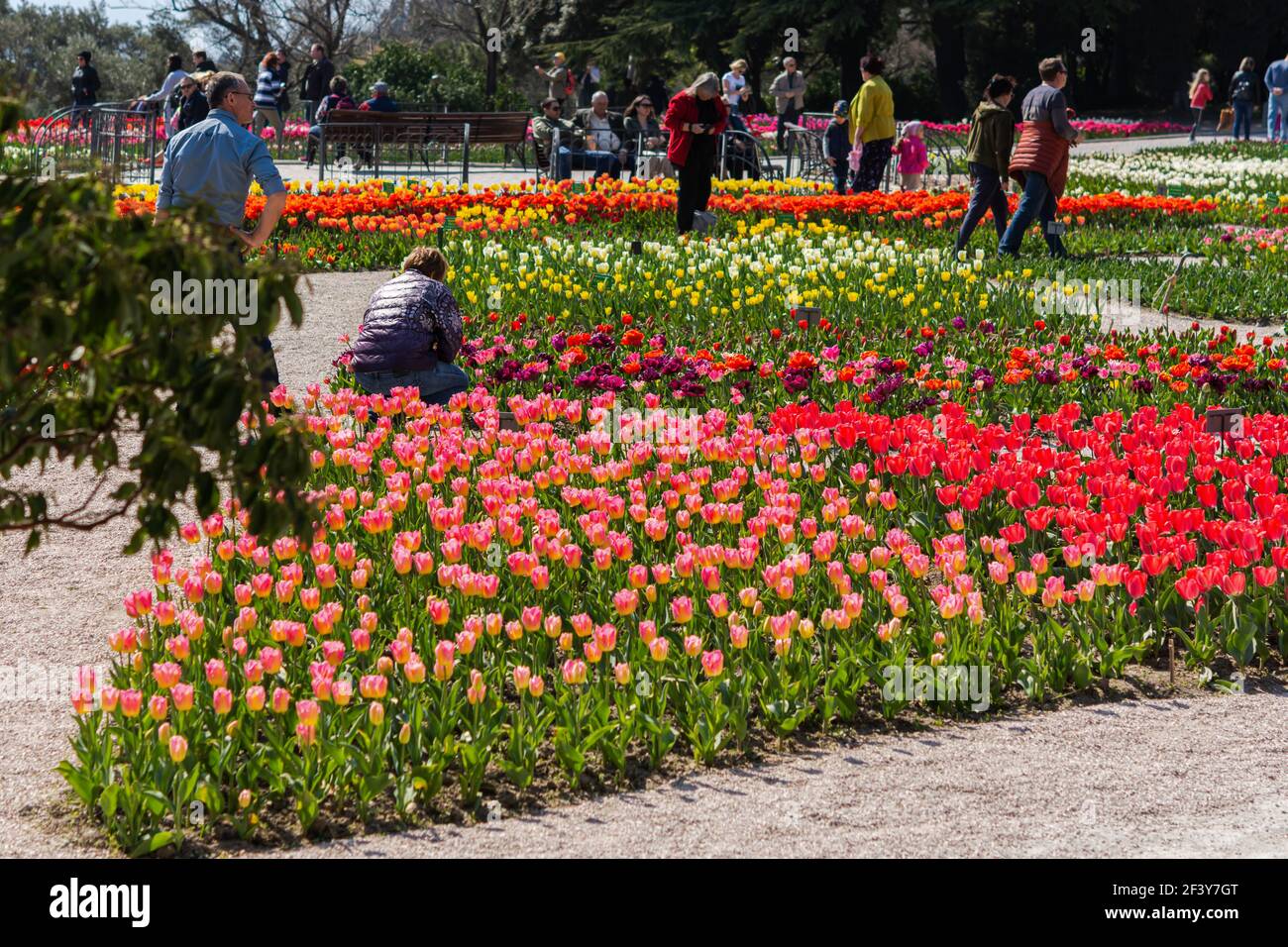 Yalta 06 April 2019 Nikitsky Botanical Garden tulip parade. People walk ...