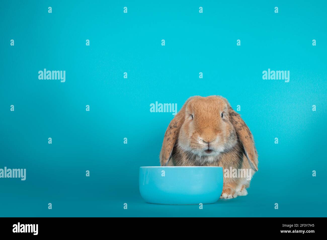 Cute lop ear rabbit, sitting behind food bowl with mouth little open ...
