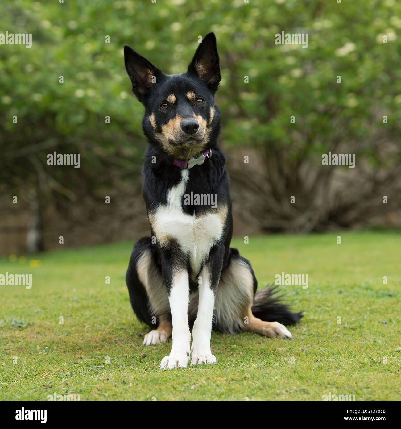 australian kelpie dog Stock Photo - Alamy