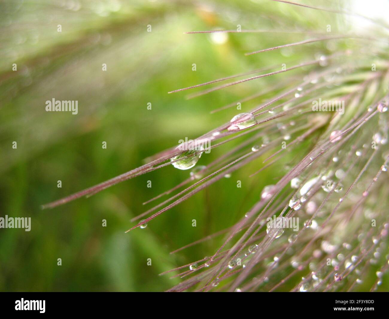 Drops of dew on the beautiful green grass background. High quality ...
