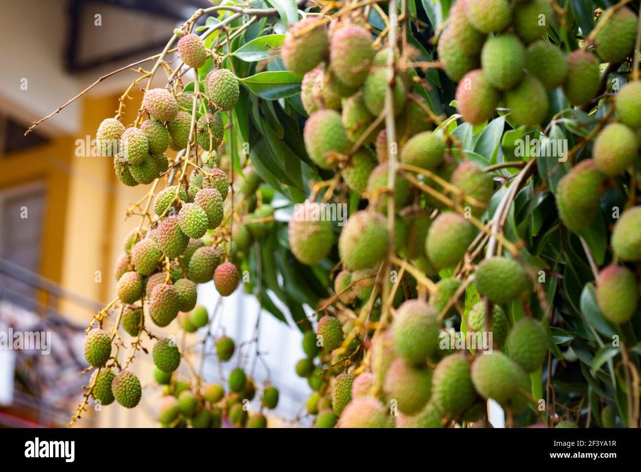 fresh bunch of green litchi on tree Stock Photo - Alamy