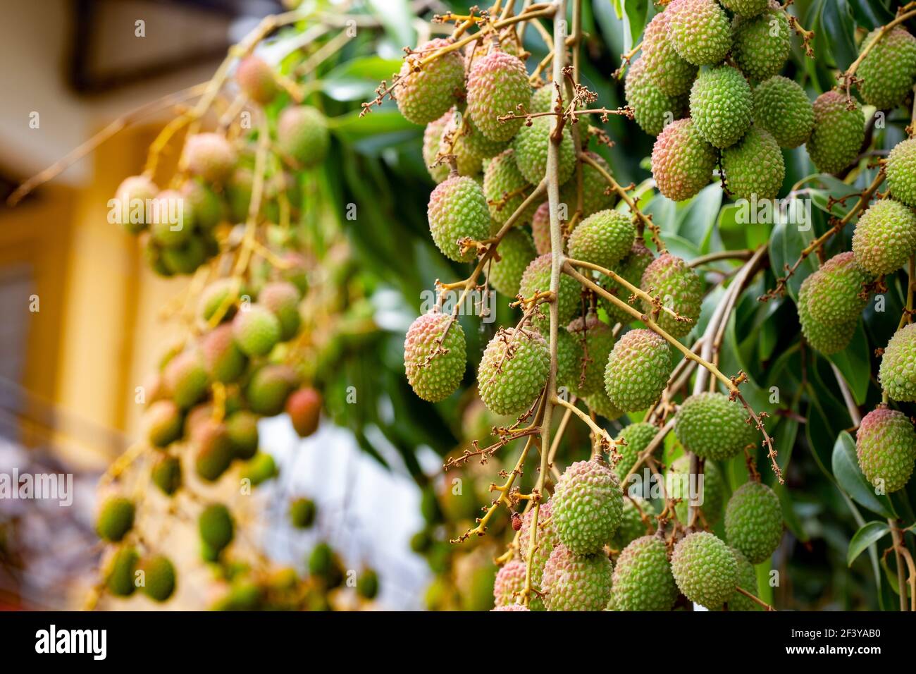 Bunch lychee fruit litchi hi-res stock photography and images - Alamy