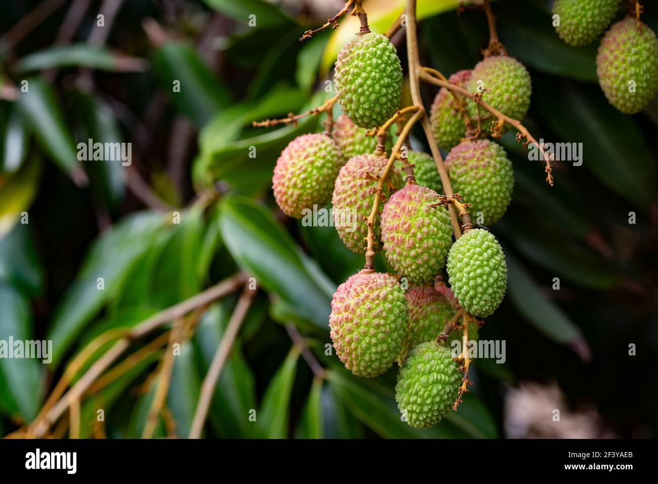 Bunch lychee fruit litchi hi-res stock photography and images - Alamy