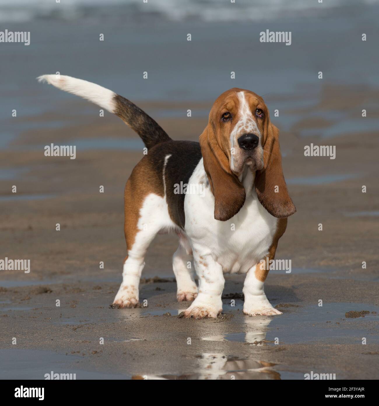 basset hound dog Stock Photo - Alamy