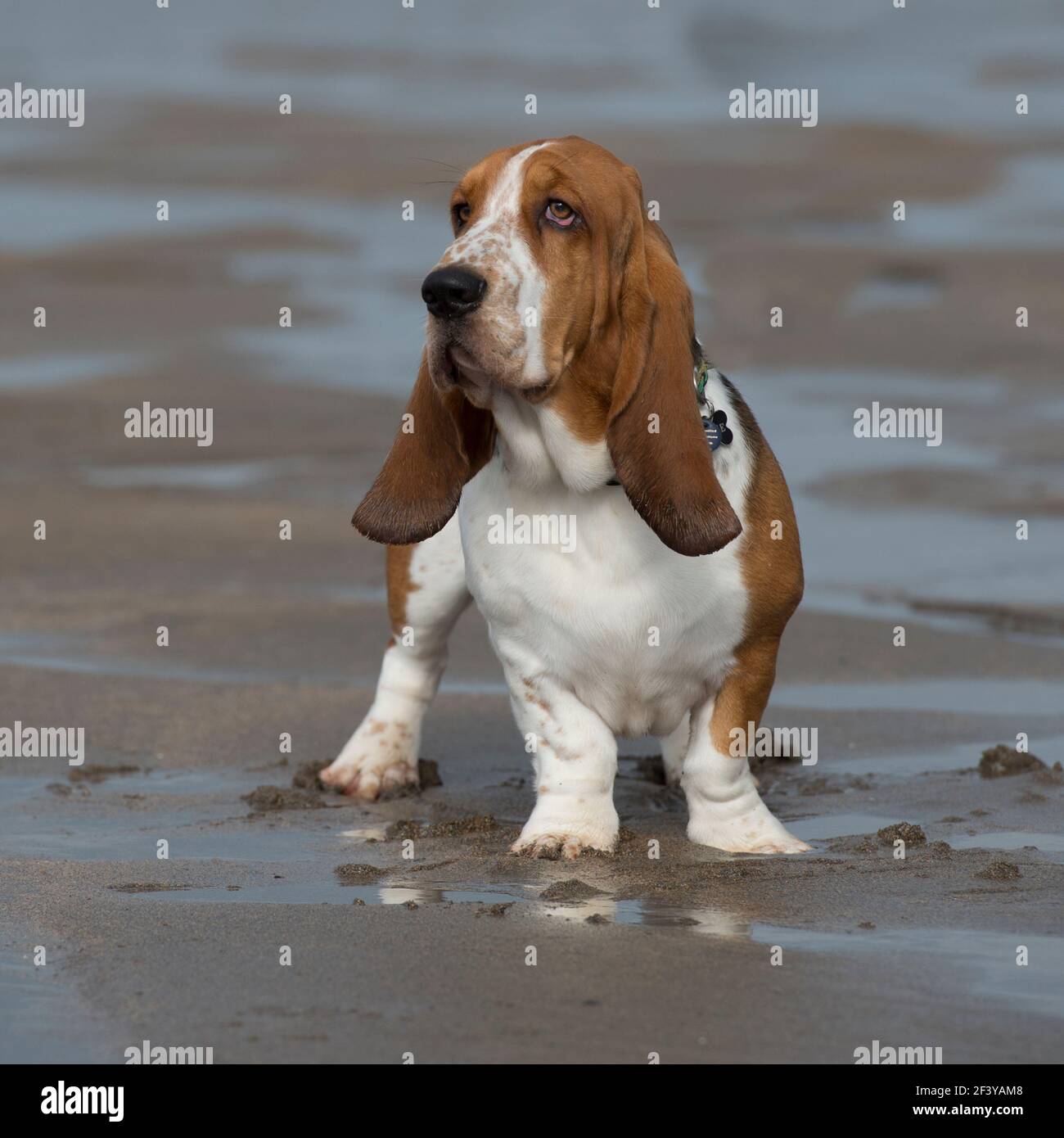 Hush puppy dogs hi-res stock photography and images - Alamy