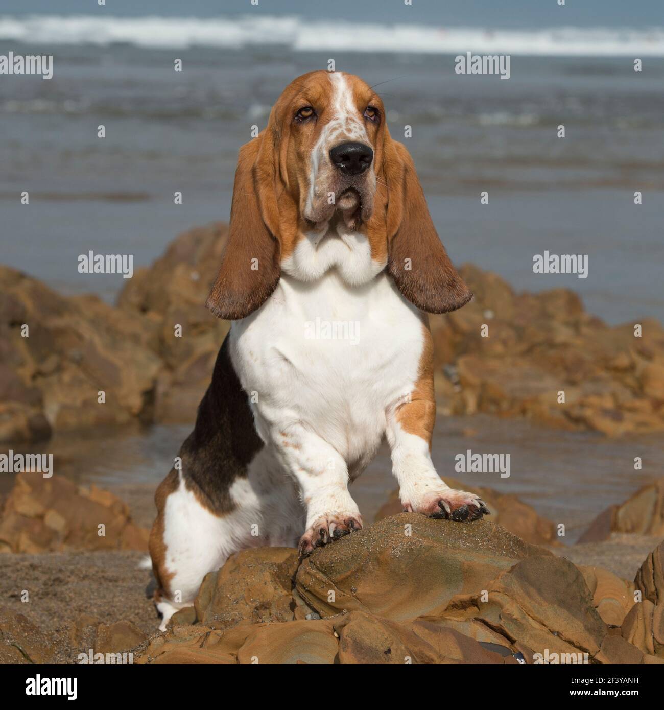 basset hound dog Stock Photo - Alamy