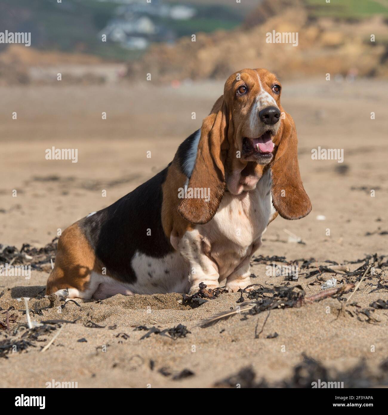 basset hound dog Stock Photo - Alamy