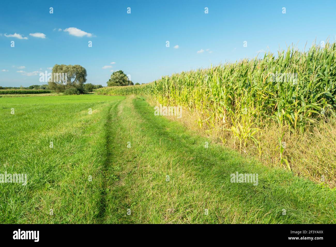 Growth landscape hi-res stock photography and images - Alamy