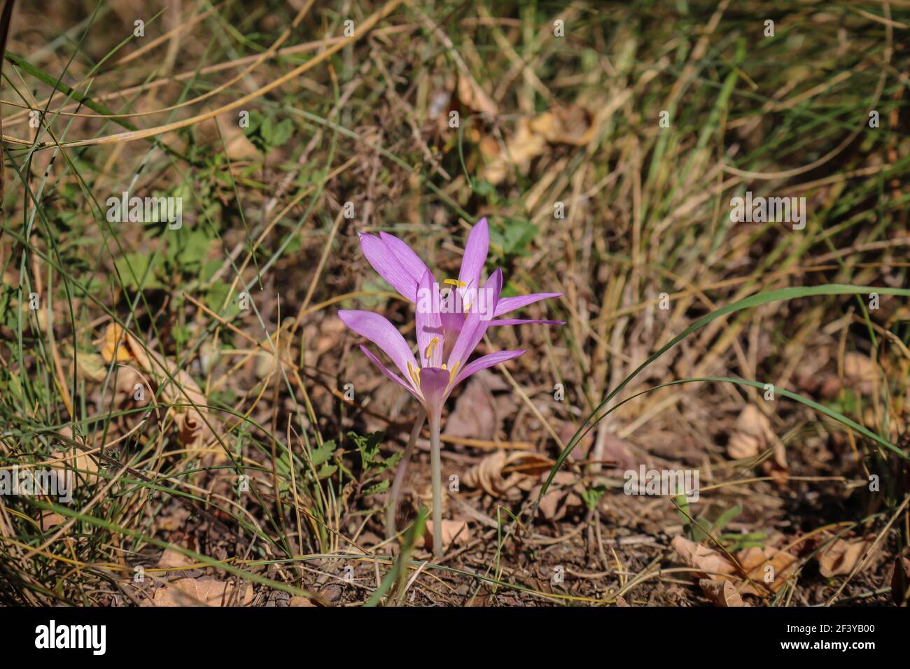 Pale pink flowers of sand saffron (latin name Colchicum arenarium) in ...