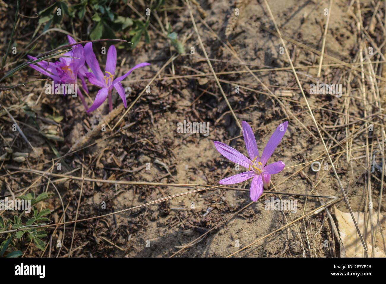 Pale pink flowers of sand saffron (latin name Colchicum arenarium) in ...