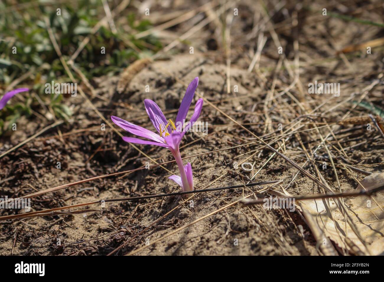 Pale pink flowers of sand saffron (latin name Colchicum arenarium) in ...